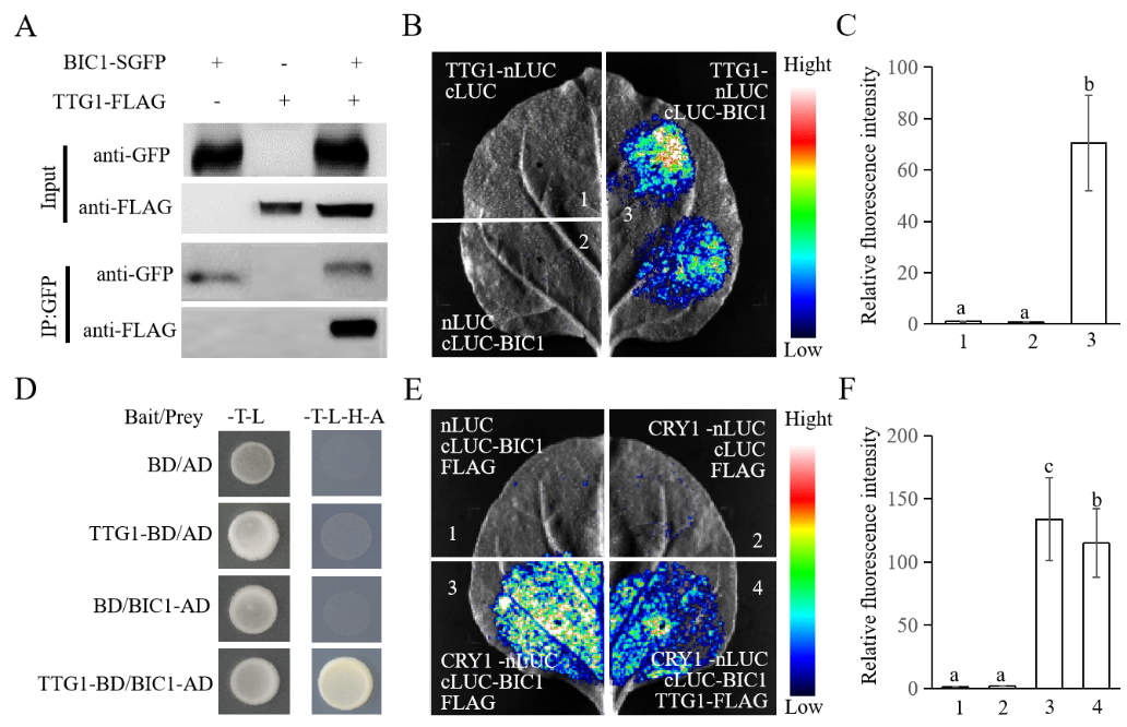 河南大学赵翔课题组揭示TTG1调节拟南芥下胚轴向光弯曲生长的机制-河南大学生命科学学院